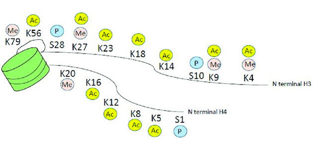 H4K12ac: difficultpeptide